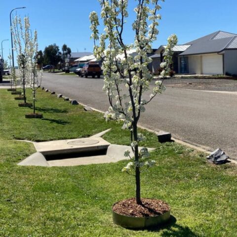 Garden Edging | Steel Garden & Lawn Edging Australia | EverEdge