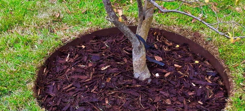 Fire-Resistant Gardening Tips for Australian Homes | EverEdge Australia