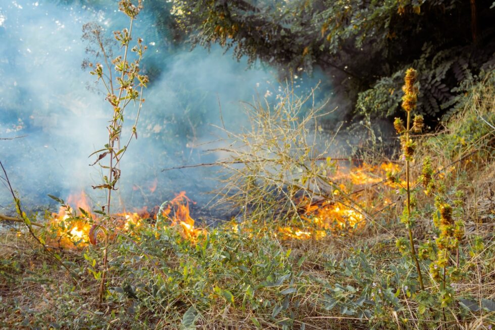 Fire-Resistant Gardening Tips for Australian Homes | EverEdge Australia